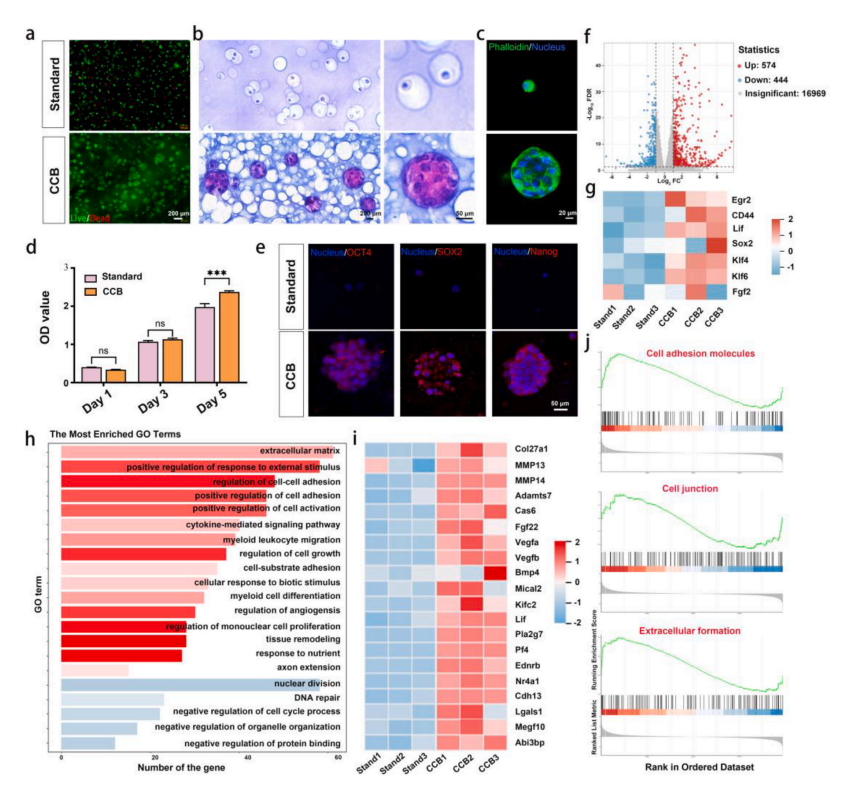 可原位生成细胞球的高性能水凝胶生物3D打印《Bioactive Materials》 - 乐博海生物科技（成都）有限公司